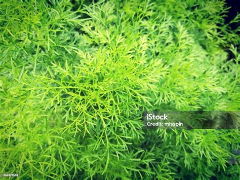 딜 또는 셀러리 가족 미나리과 나뭇잎과 씨앗을 공장에서에서 연간 허브는 Flavouring 음식을 위해 허브 또는 향신료로 사용 됩니다 건강한 식생활에 대한 스톡 사진 및