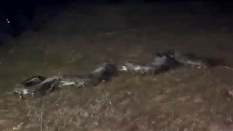 100 Kg Python শিলচরে লোকালয়ে ঢুকে পড়ল দৈত্যাকার অজগর ১০০ কেজির সাপে