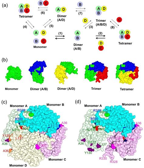 Subunit Assembly And Surface Structure Of Nylc A Model Of The Download Scientific Diagram