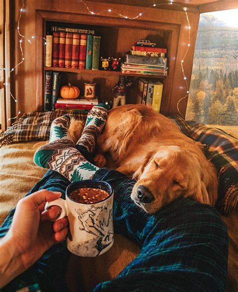 Autumn Cozy Aesthetics Animals Golden Retriever Dog Love