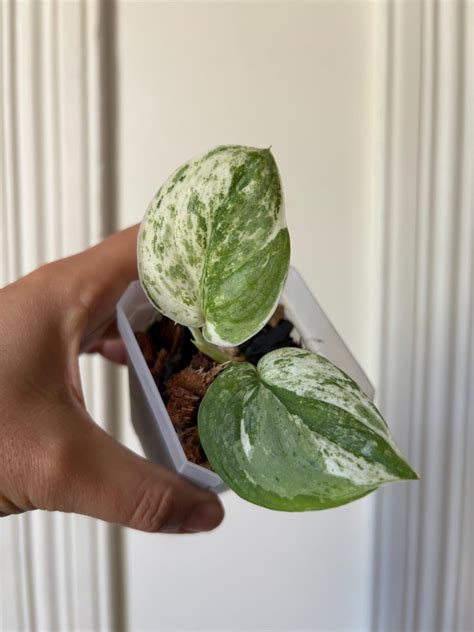 Scindapsus Silver Cloud Variegated Etsy