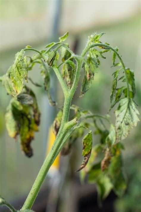 How To Get Rid Of Whiteflies On Tomato Plants