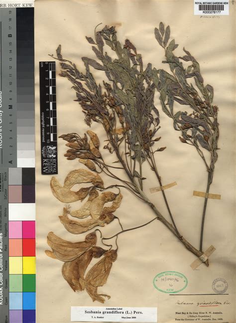 Sesbania Grandiflora L Poir Colombian Plants Made Accessible