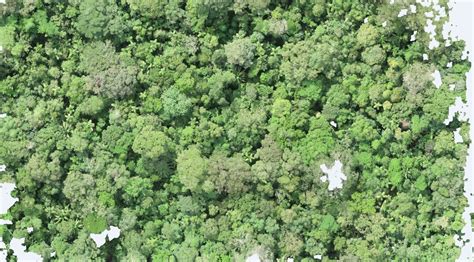 how to use the new palm tree object detection api