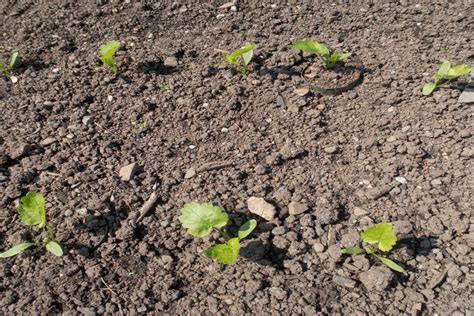 Growing Parsnips When Where And Companion Plants Plantura