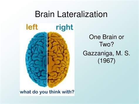 Ppt Brain Lateralization Powerpoint Presentation Free Download Id 9451681