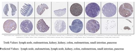 GitHub Bhushany Medical Images Classification