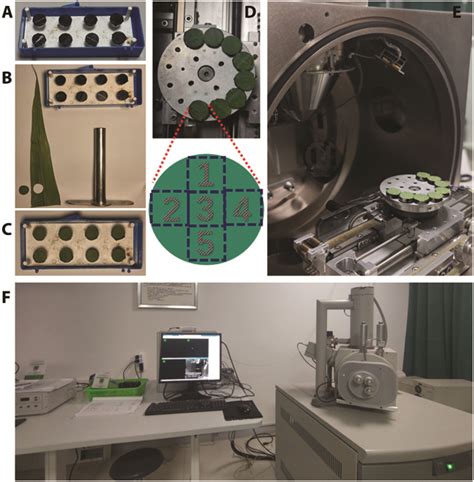 Trichomeyolo A Neural Network For Automatic Maize Trichome Counting Plant Phenomics
