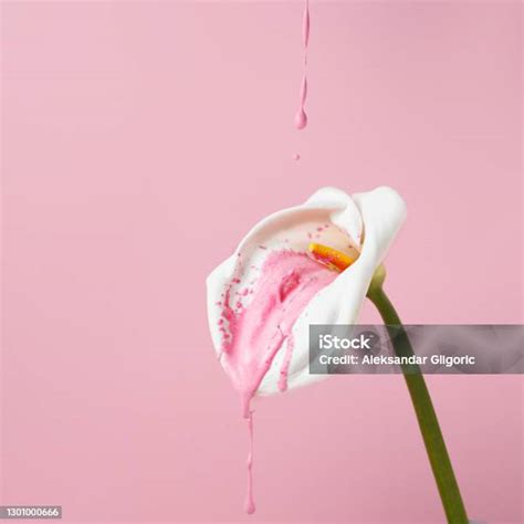 파스텔 배경에 떨어지는 핑크 페인트와 칼라 백합 꽃으로 만든 창조적 인 봄 레이아웃 0명에 대한 스톡 사진 및 기타 이미지 0명 개념 개화기 Istock