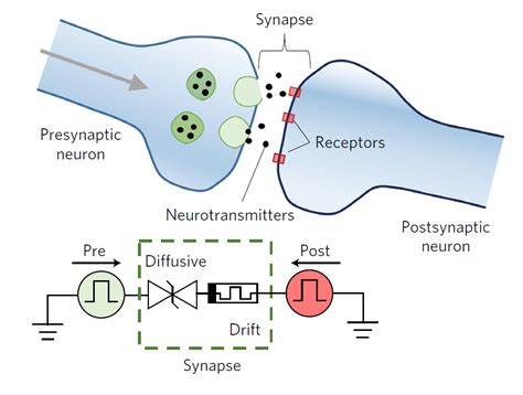 Scientists Develop A Memristor That Can Be Conditioned Just Like A Real