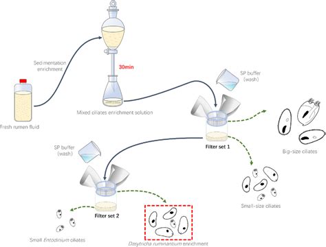 Figure 1 From Improved And Easy Method For Long Term In Vitro Culture Of Rumen Ciliates