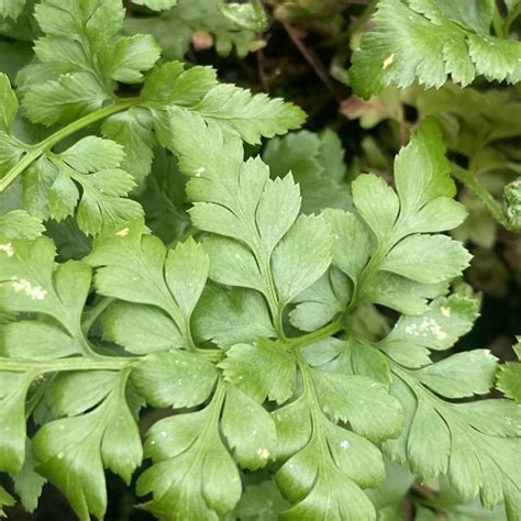 Asplenium Adiantum Nigrum 3l Ferns Garden Scene Jersey
