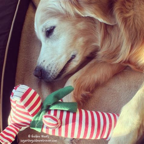 Ww Tree Down Got Candy Cane Loofa Toy Golden Woofs