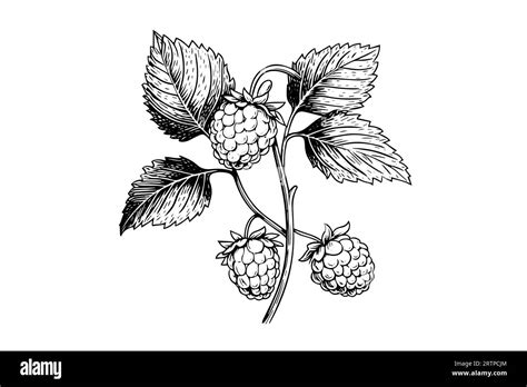 Raspberry Branch Hand Drawing Ink Sketch Engraving Style Vector