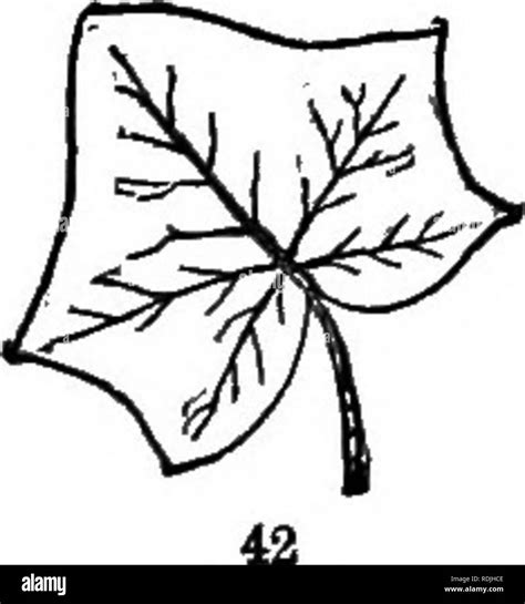Two Different Types Of Leaves Black And White Stock Photos Images Alamy