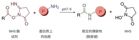 蛋白 抗体荧光标记使用指南及原理解答 Medchemexpress 流式抗体荧光染料与蛋白质的偶联比 Csdn博客