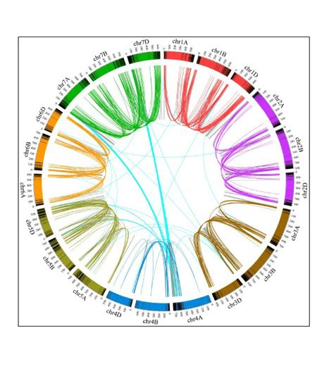 The Duplication Relationship Among The Three Homoeologous Chromosomes Download Scientific