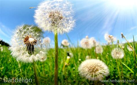 Dandelion Herbazest
