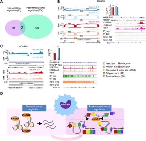 Characterization Of Potential Co Transcriptional Genes In Monocytic