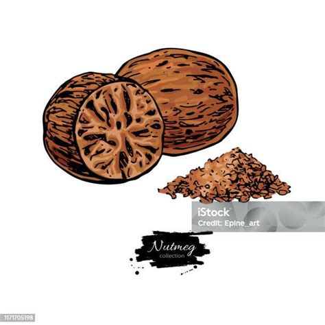 육두구 향신료 벡터 그리기 지상 조미료 너트 스케치 허브 성분 요리 및 요리 맛 가루로 빻은에 대한 스톡 벡터 아트 및 기타 이미지 가루로 빻은 건강한 생활방식 검은