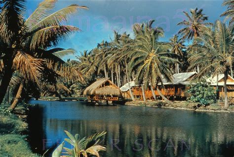 Coconut Palms Kauai At Harold Chappell Blog
