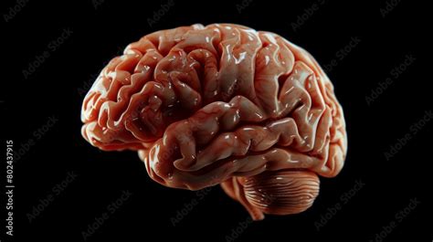 3d Rendering Image Highlighting The Outer Layer Of The Brain Known As The Cerebral Cortex And