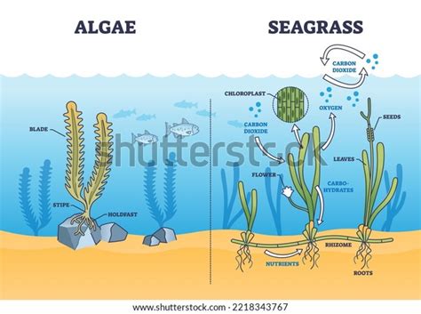18 Algae Structure Labelled Stock Vectors Images And Vector Art Shutterstock