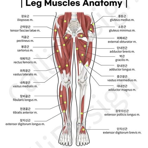 의학그림 메디컬 일러스트 Callidesign On Instagram 다리 앞쪽 근육들을 설명하는 메디컬일러스트 입니다 프로필 링크 주소 Ctee Shop에서 만나실