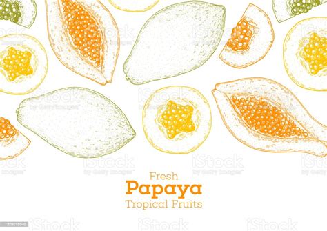 파파야 과일 손으로 그린 스케치 디자인 벡터 그림입니다 디자인 패키지 브로셔 일러스트레이션 포장 설계 손으로 그린 파파야 과일