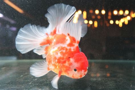 오란다 금붕어 키우기 수명과 먹이는 네이버 블로그