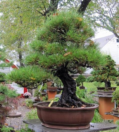 Lychee Tree Bonsai