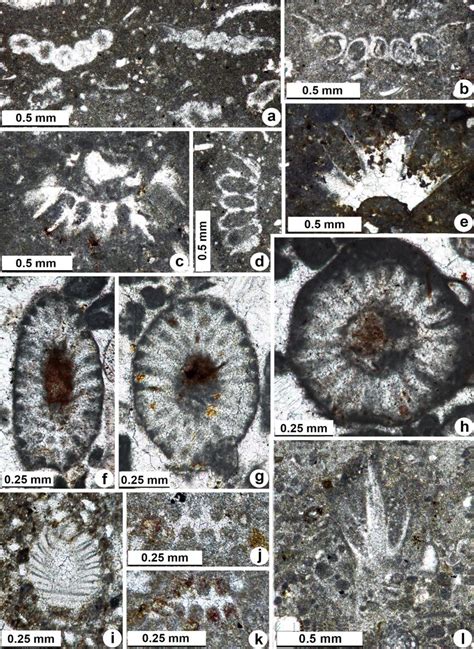 Calcareous Algae A E Actinoporellaclypeina Sp Different Sections