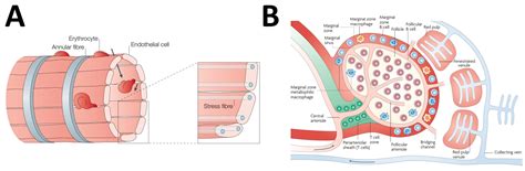 ijms free full text emerging role of the spleen in the