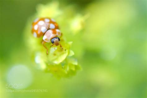 Macro Photography Of A Tiny Eye In Nature