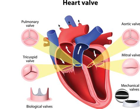 A Beginners Guide To The Hearts Structure Heart Surgery Information