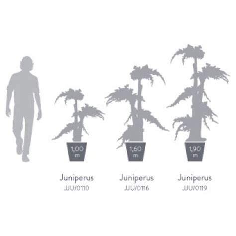 Jumbo Juniper Verdi Preserved