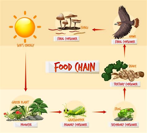 Food Chain Types Examples Definition FAQs Knowledge Glow