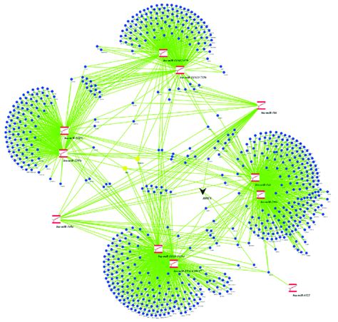 Predicted Target Genes Of Mirnas In The Green Module And Important Hub Download Scientific