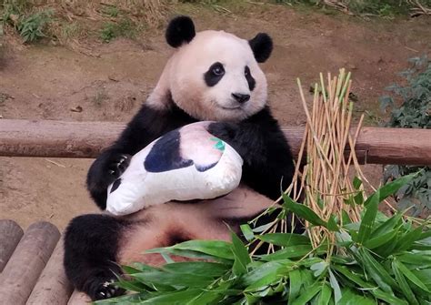 The First Panda Born In South Korea Is So Famous She Even Has Her Own