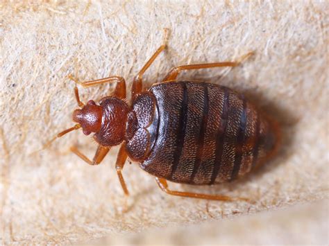 6 Things You Probably Didn T Know About Bedbug Sex Dr Carin Bondar