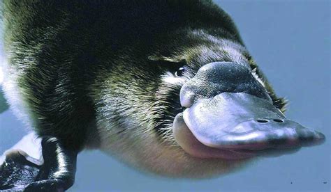 رام نیوز پایگاه خبری و اطلاع رسانی حیوانات خانگی و حیات وحش