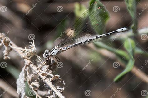 Side Profile Of A Grey And White Dragonfly Stock Image Image Of