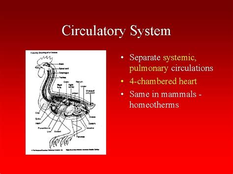Bird Anatomy Circulatory System Separate Systemic Pulmonary Circulations