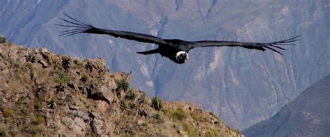 10 Andean Condor Facts Size Wingspan 2026 Local Insights