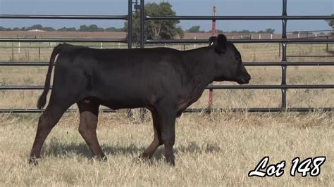 Lot 148 Youtube