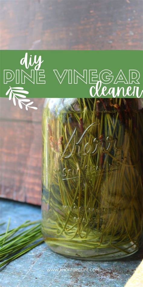 Pine Vinegar Diy Kitchen Cleaner An Off Grid Life Vinegar Cleaner