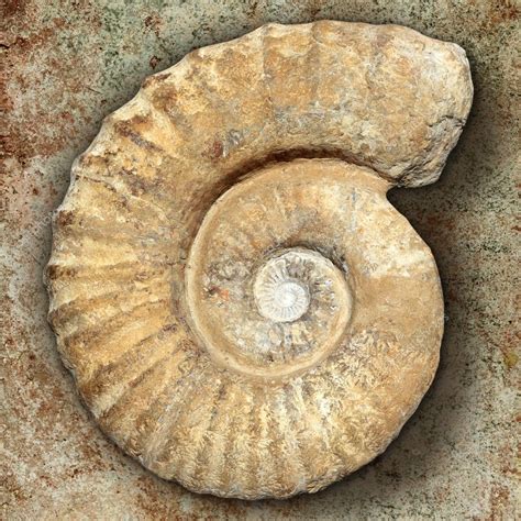 Fossil Snail Era At Harold Chappell Blog