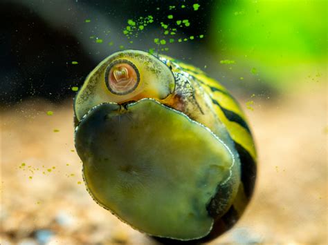 Nerite Snails: Your Guide To Lifespan, Care, And Reproduction | SnailPedia