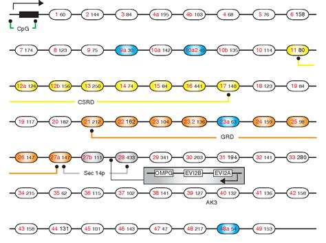 Neurofibromatosis Type 1 Gene