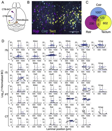 high throughput mapping of long range neuronal projection using in situ